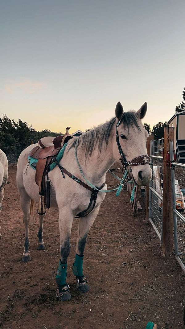 OTTB Grey Mare