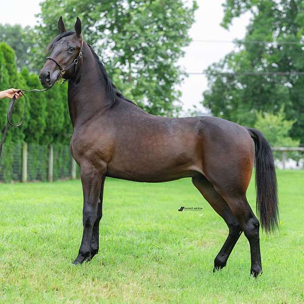 Mr Koz - Impressive Bay Stallion With Strong Breeding