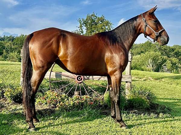 Major Rise - Microchipped Standardbred Mare