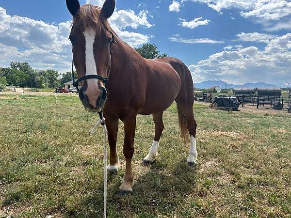 Half Lease Opportunity – Draft Cross Mare, Pumpkin