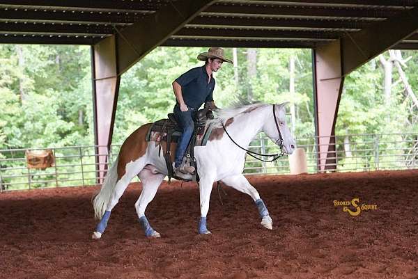 Romeo - Amazing All Around Horse 4 yo Palomino AQHA/APHA Gelding!