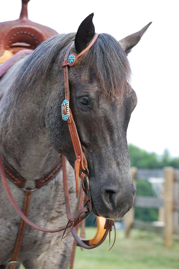 Serendips Sweet Cyrus, 2021 Blue Roan Paint Gelding