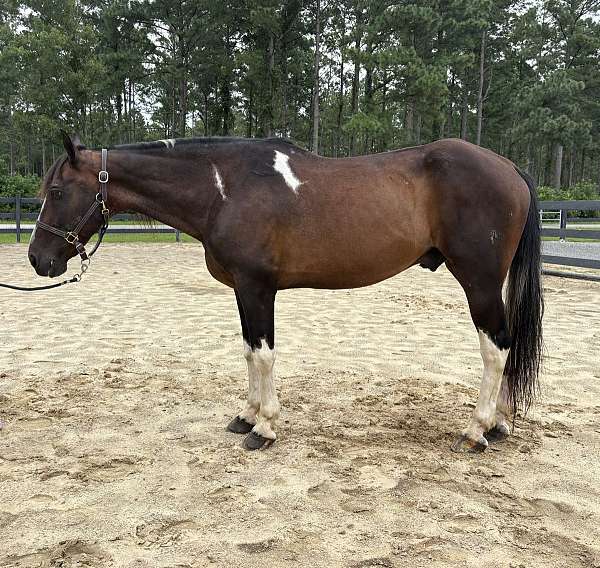 Gentle Paint Gelding