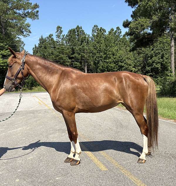 Sorrel Dutch Cross
