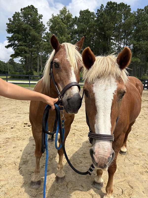 Team of Haflinger Mares