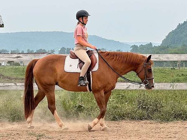 Western, Ranch, English, Trails