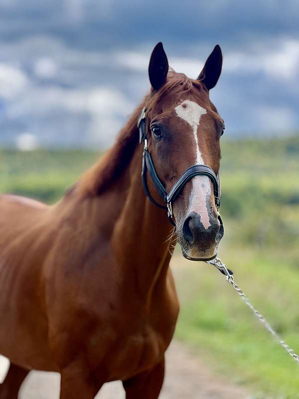 OTTB Gelding