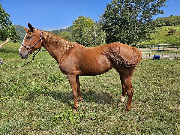 Sweet Quarter Horse Mare