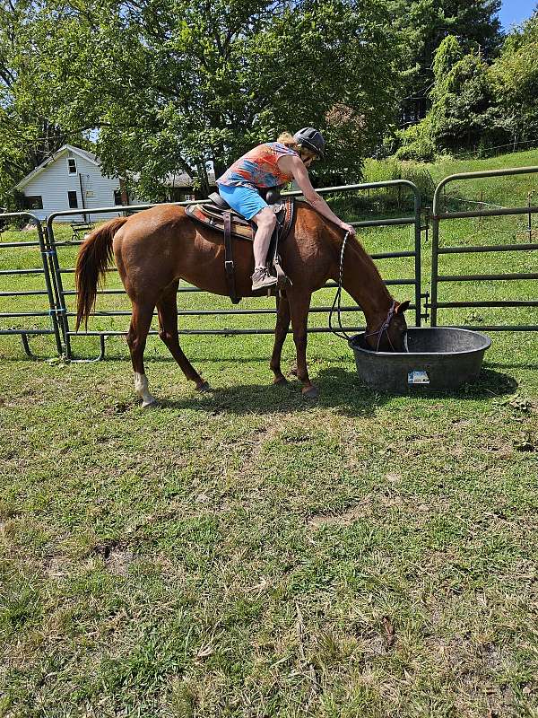 Sweet Quarter Horse Mare