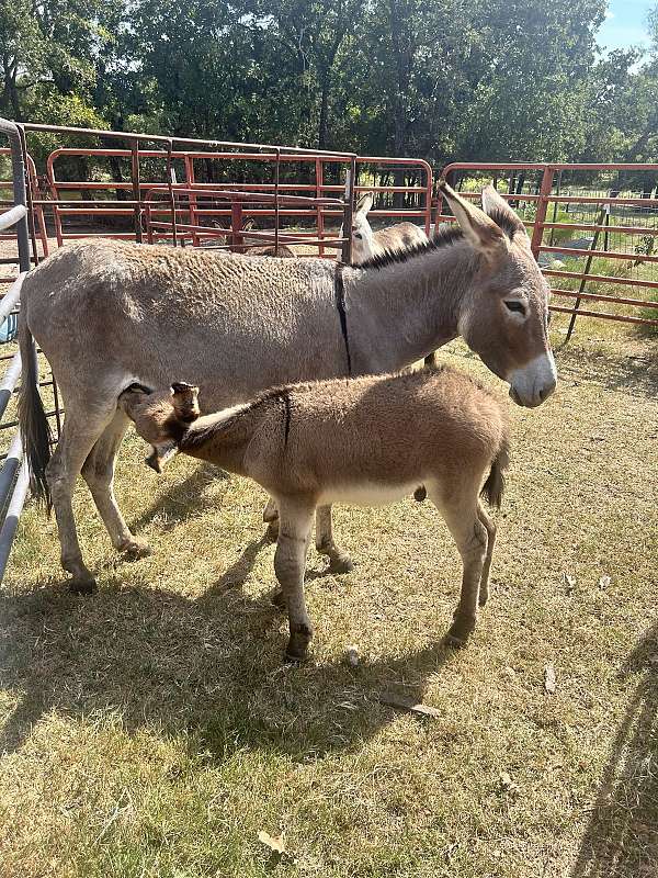 Donkeys Jenny / Foal