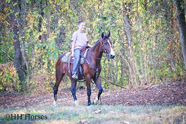 Super Gentle Bay Morgan Gelding, Rides and Drives, Quiet