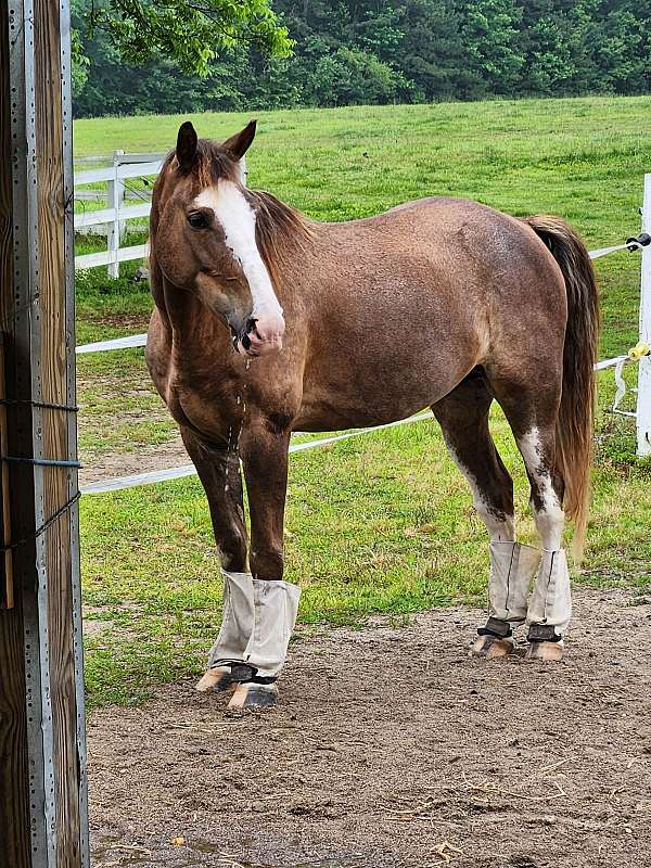 Chestnut Sabino TWH Gelding