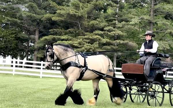 Rebel - Absolutely Breathtaking 8 Yr Old Buckskin Gypsy Vanner Gelding!