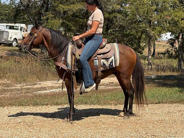 Gentle Gaited Pony Gelding Broke to Ride - Bean