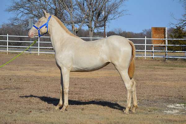 Double Cream PRE Filly