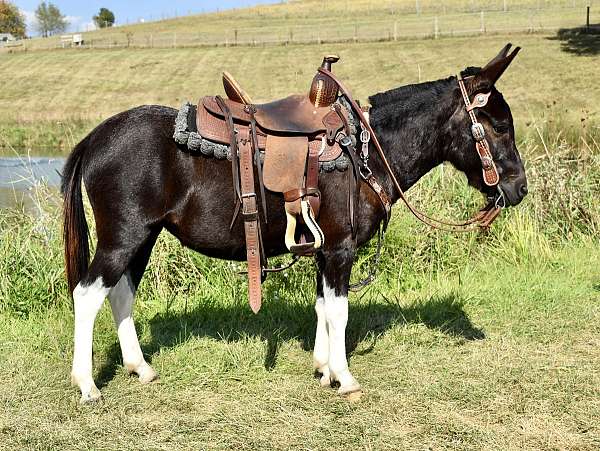 One-of-a-Kind Miniature Mule Ride, Drive & Trick Trained