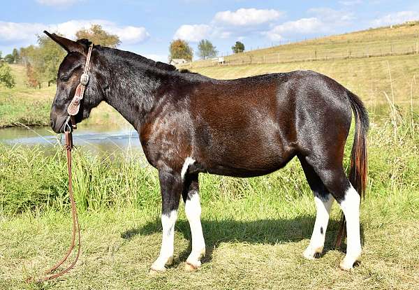 One-of-a-Kind Miniature Mule Ride, Drive & Trick Trained