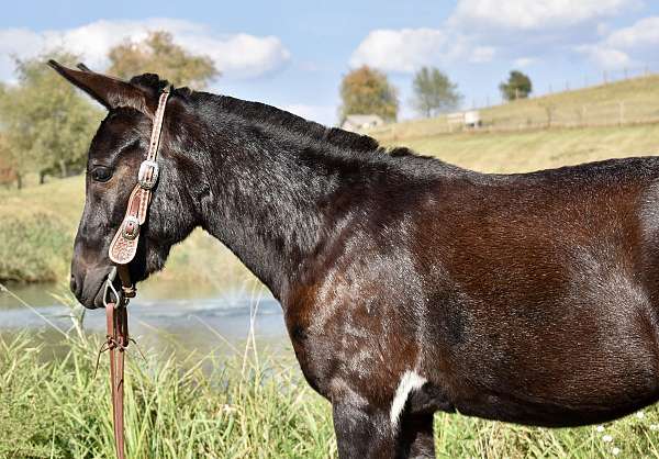 One-of-a-Kind Miniature Mule Ride, Drive & Trick Trained
