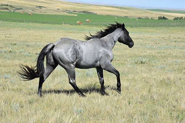 Blue Roan Stallion