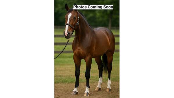 Elegant Morgan Standardbred Road Horse