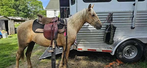 Gunnar 1/2 Standardbred