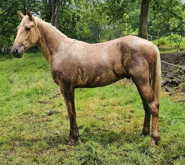 Gunnar 1/2 Standardbred