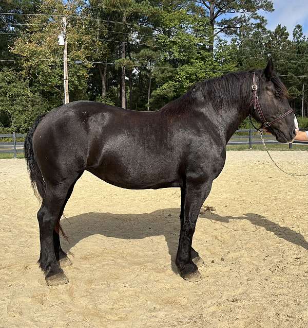 Pretty Percheron Mare