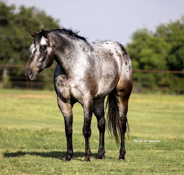 Rayne - Incredibly Versatile 9 Yr Old Pintoloosa APHC Gelding!