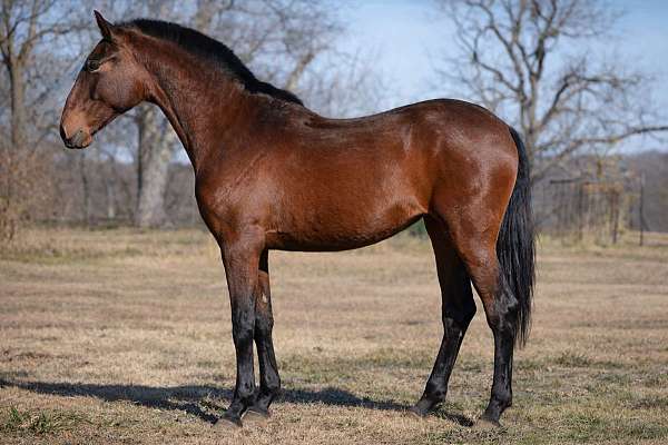 Big Solid Bay PRE Filly!