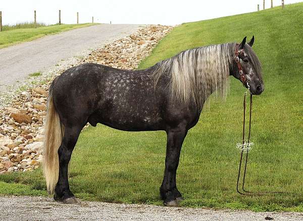 Monroe is a 4 Yr 16.2 Hand Dappled Grey Friesian Cross Gelding. Fox Hunting