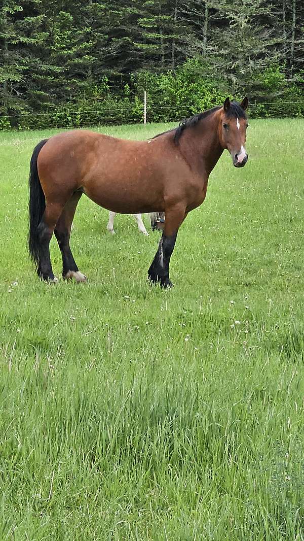 Moresian Morgan/Friesian