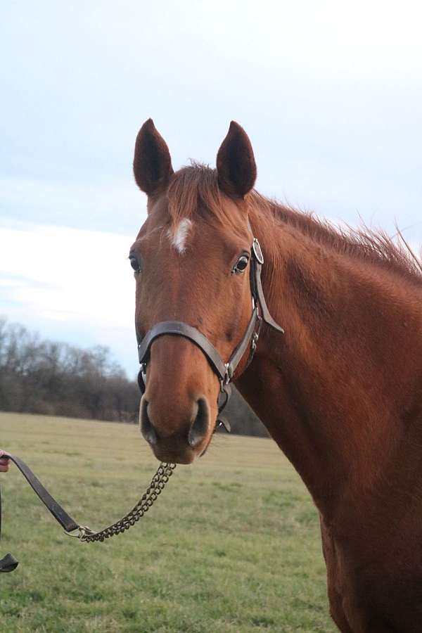 Thoroughbred Broodmare by Candy Ride Lexington Ky