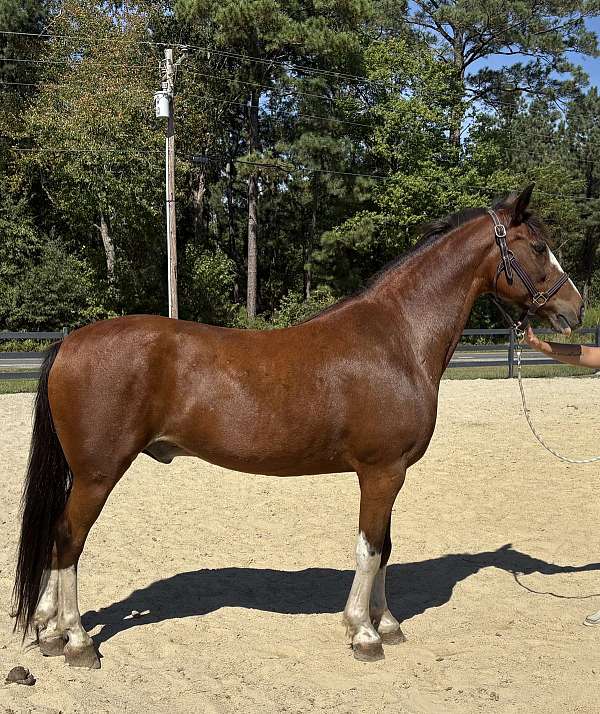 Bay Dutch Gelding