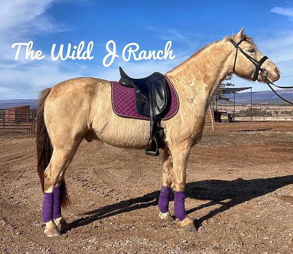 Very Special Classic Cream Champagne Sabino Gelding
