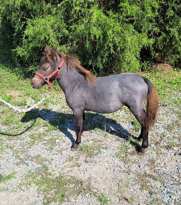 2025 Miniature Weanling Appaloosa Filly