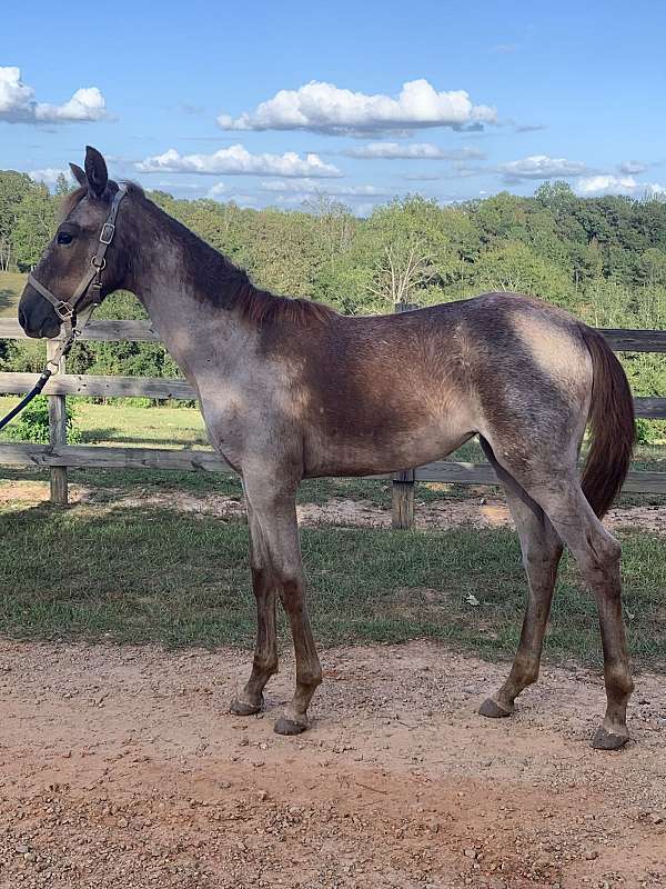 Red Roan Filly