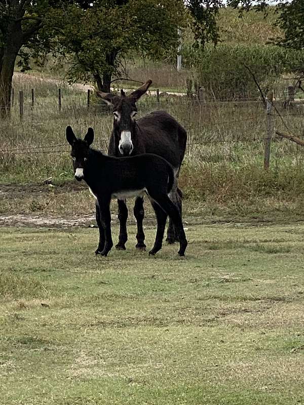 Mammoth Weanling Jacks