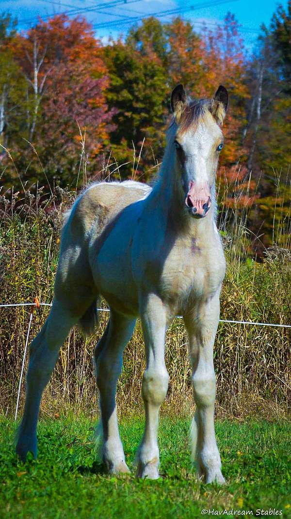 Buckskin Homozygous Tobiano Blue Eyed Drum Horse Filly