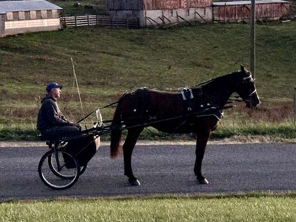 Gambler - Standardbred X Morgan Gelding