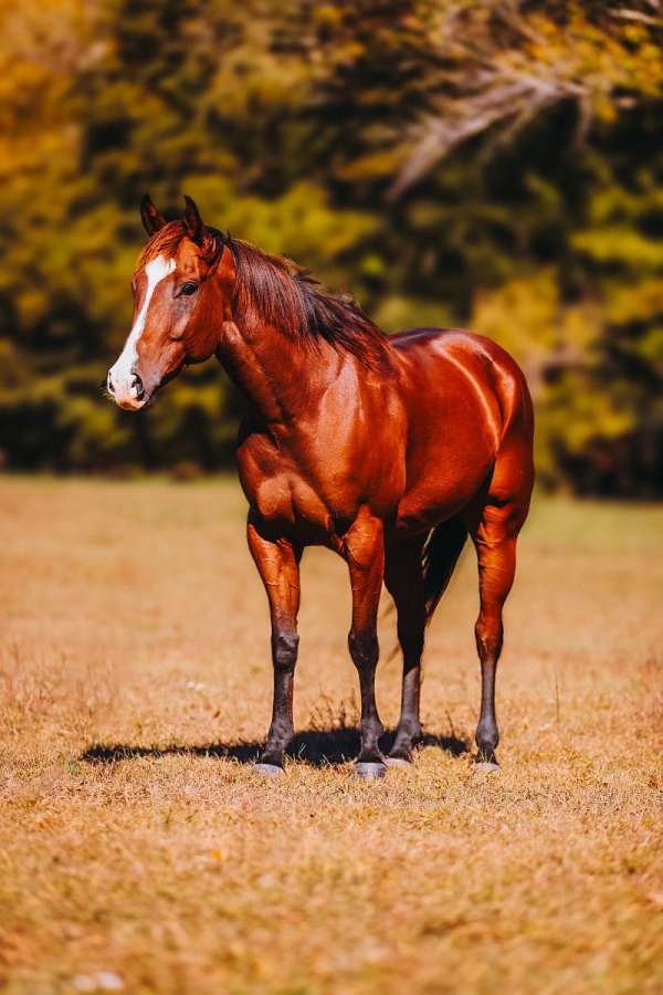 Turnip - Gorgeous & Gentle All-Around Horse 6 yo Bay AQHA Gelding!