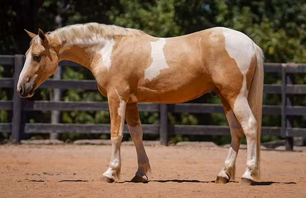 Joplin - Showstopper of a Horse 5 Yr Old Palomino Paint Draft X Gelding!