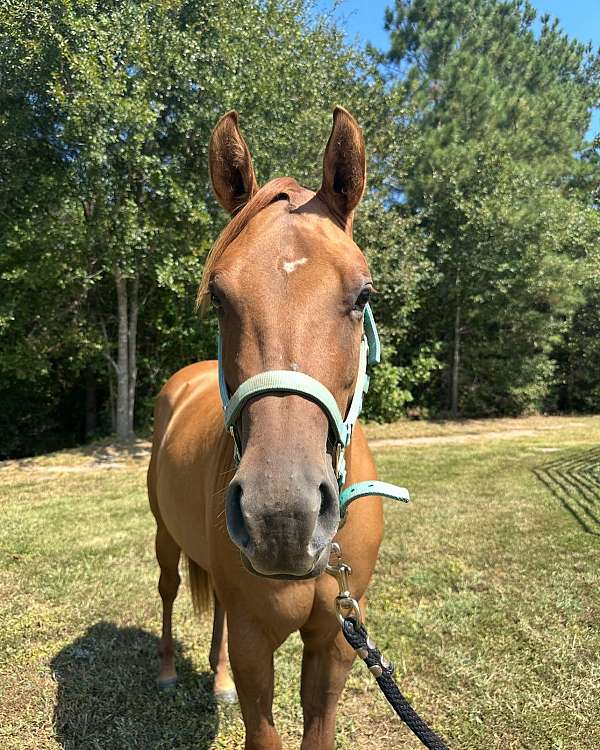 Dun Filly - Kit