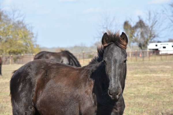 Gypsian Colt