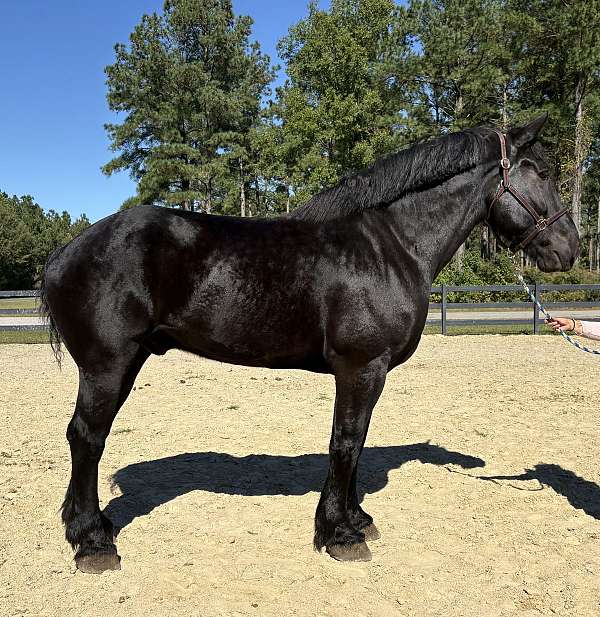 Big Percheron Gelding