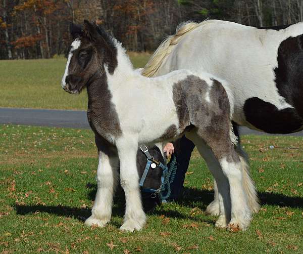 Dreamy Blue Roan Heavy Built Gypsy Vanner Colt Dressage Breeding Prospect!