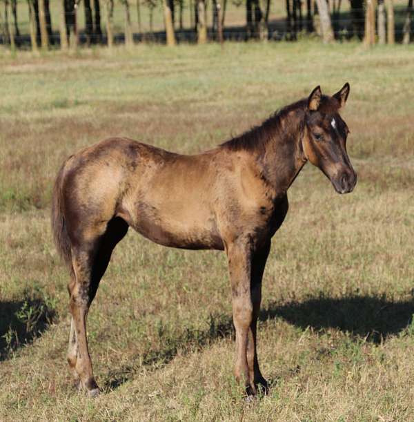 Classy Looking Black 2025 Filly