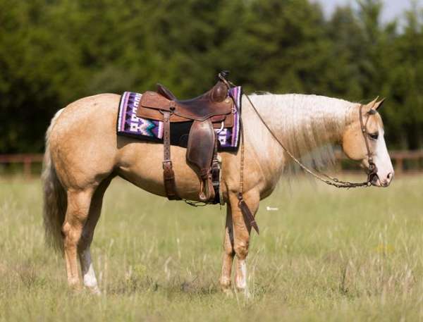 Latte - Beautiful Ranch & Trail Partner 6 yo Palomino AQHA Mare!