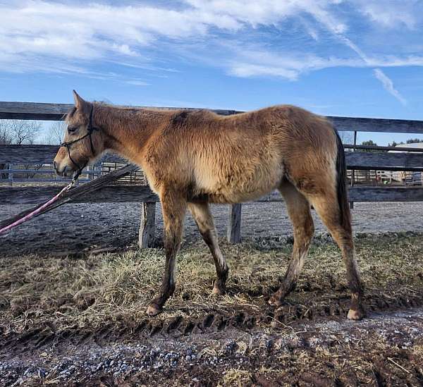 Super Gentle Dun AQHA Filly