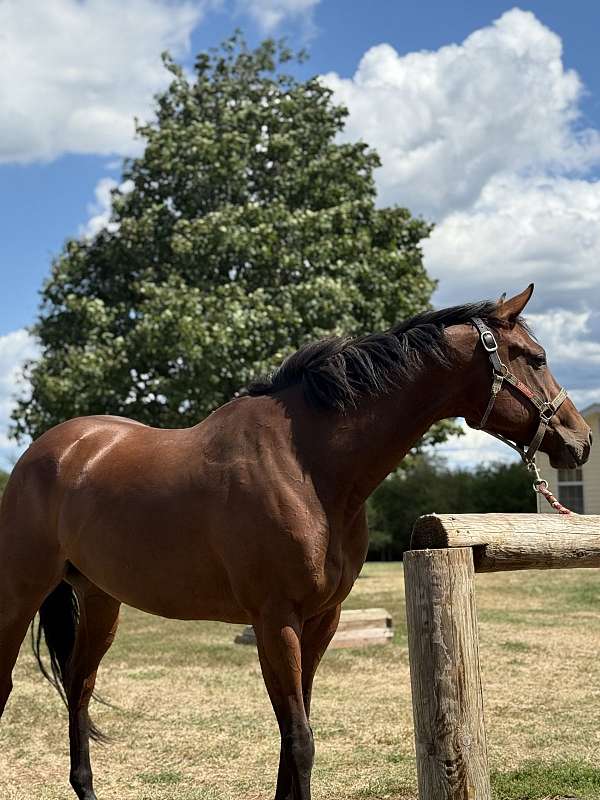 Flashy Bay Mare