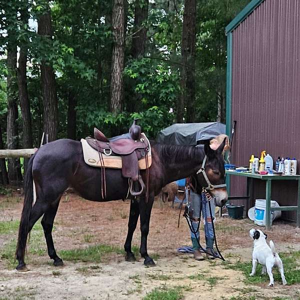 Josee-Well Trained Molly Mule